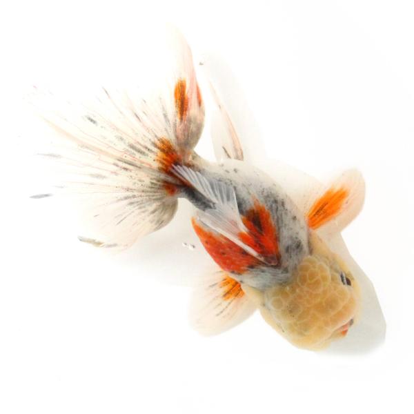 _aqua　sfset　熱帯魚・エビ他　金魚　変わりもの金魚　特選金魚　一点物　１点物　オランダシシガシラ　　オランダ型　　kodawari1ten　20260404　ＹK　y26ｍ05　seitaigensen1ten　　薩摩産　東錦　キ...
