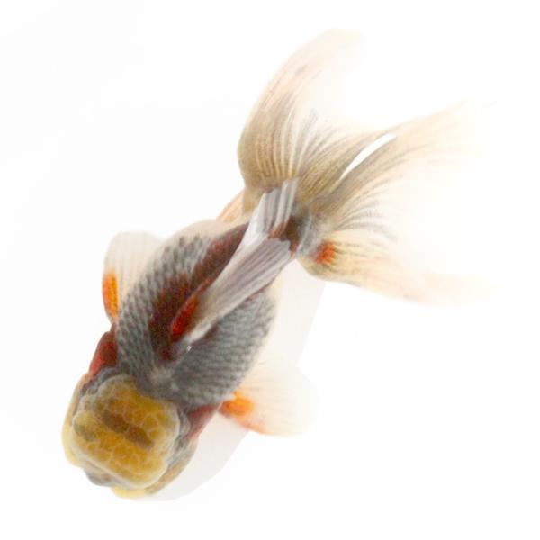 _aqua　sfset　熱帯魚・エビ他　金魚　変わりもの金魚　特選金魚　一点物　１点物　オランダシシガシラ　　オランダ型　　kodawari1ten　20260404　ＹK　y26ｍ05　seitaigensen1ten　　薩摩産　東錦　キ...