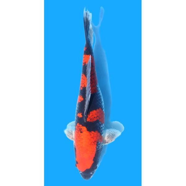 メーカー：?■0〜25 _aqua　fish_database　熱帯魚・エビ他　金魚　錦鯉　日淡　日本産淡水魚　恋　三毛　緋鯉　真鯉　マゴイ　養鯉場　日本庭園　池　コイ　nittan_nishikigoi　三色　大正　昭和　紅白　緋写り　赤...