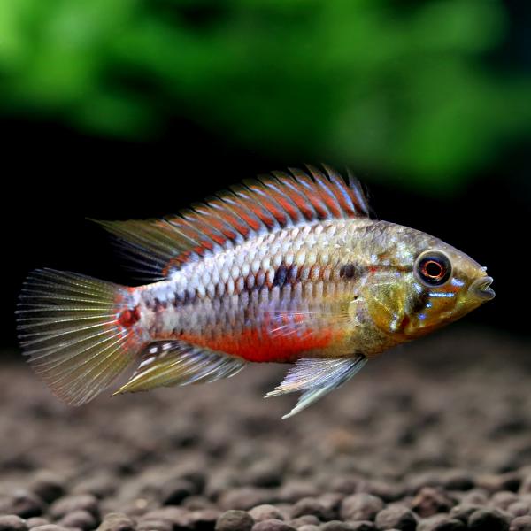 PF_SPQ　熱帯魚・エビ他　シクリッドアピスト・ラミレジィ・他　アピストグラマ・ホングスロイ　１匹　メス　fish_database　中南米産　Ａｐｉｓｔｏｇｒａｍｍａ　ｈｏｎｇｓｌｏｉ　dowarf_cichlid　jp1109　trf...