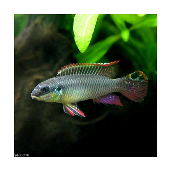 PF_SPQ　_aqua　sfset　fish_database　熱帯魚・エビ他　シクリッド　cichlid_beta　Ｐｅｌｖｉｃａｃｈｒｏｍｉｓ　ｔａｅｎｉａｔｕｓ　Ｎｉｇｅｒｉａ　Ｇｒｅｅｎ　種類で選ぶ　dowarf_ｃichlid　...
