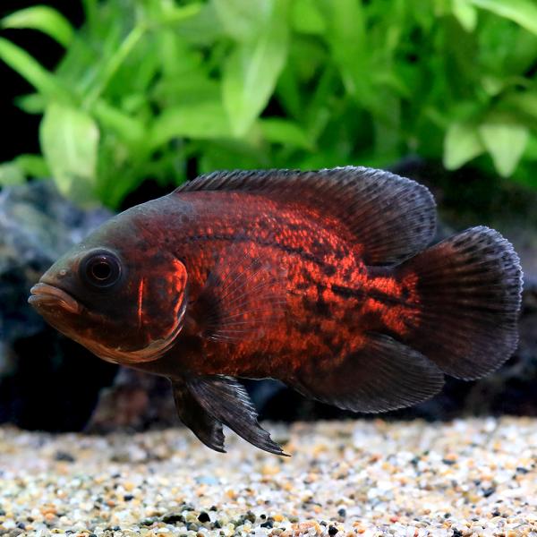 PF_SPQ　fish_database　熱帯魚・エビ他　シクリッド　種類で選ぶ　アメリカンシクリッド　レッドコッパー　カッパー　ルビーレッドオスカー　レオパードタイガーオスカー　レオパードレッドオスカー　１匹　中南米産　ビギナーにオススメ...