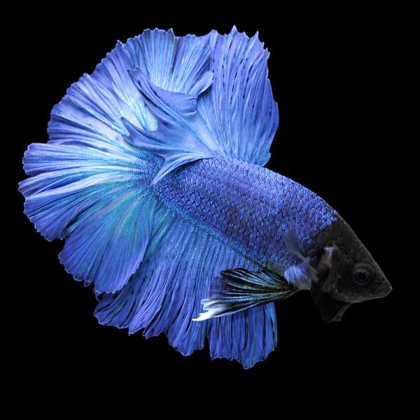 PF_SPQ　熱帯魚・エビ他　ベタ・グラミー・アナバス　改良ベタ　ハーフムーン　Ｂｅｔｔａ　ｓｐｌｅｎｄｅｎｓ　ｖａｒ．　ベタ　kodawari1ten　20260425　CSa　y26m04