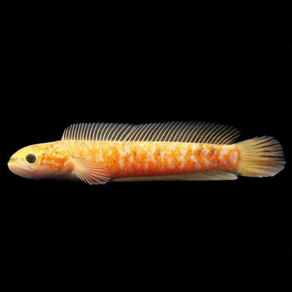 PF_SPQ　_aqua　sfset　fish_database 熱帯魚・エビ他　ベタ・グラミー・アナバス　スネークヘッド・他　コウタイ　１匹　Ｃｈａｎｎａ　ａｓｉａｔｉｃａ　七星魚　キャリコスネークヘッド　ベタ・グラミー　その他　　中国産...
