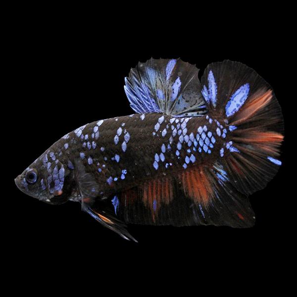 PF_SPQ　熱帯魚・エビ他　ベタ・グラミー・アナバス　改良ベタ　プラガット　Ｂｅｔｔａ　ｓｐｌｅｎｄｅｎｓ　ｖａｒ．　ベタ　　kodawari1ten　20260501　YS　y26m05