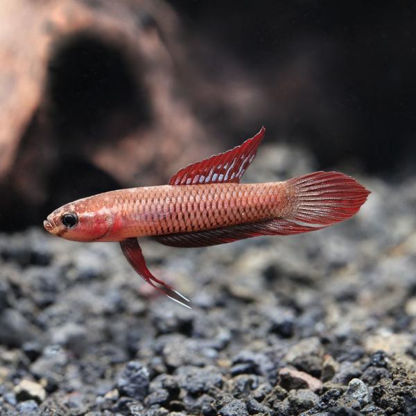 PF_SPQ　sfset　熱帯魚・エビ他　ベタ・グラミー・アナバス　ワイルドベタ　ベタ・ブルディガーラ　ワイルド　１匹　fish_database　ベタ・グラミー　ベタ　Ｂｅｔｔａ　ｂｕｒｄｉｇａｌａ　time090602　review3m...