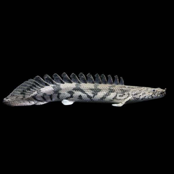 PF_SPQ　_aqua　sfset　熱帯魚・エビ他　古代・大型魚　ポリプテルス・エンドリケリー・エンドリケリー　カミハタブリード　東南ブリード　１匹　ビギナーにオススメ　Ｐｏｌｙｐｔｅｒｕｓ　ｅｎｄｌｉｃｈｅｒｉ　kodawari1ten...