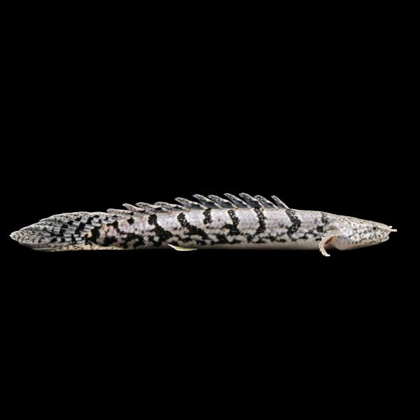 熱帯魚・エビ他　古代・大型魚　１匹　ビギナーにオススメ　ポリプテルスデルヘッジ　ポリプテルスデルヘッツィ　Ｐｏｌｙｐｔｅｒｕｓ　ｄｅｌｈｅｚｉ　ポリプテルス　デルヘジィ　kodawari1ten　一点物　１点物　fish1ten　seita...