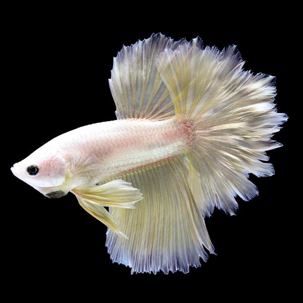 PF_SPQ　熱帯魚・エビ他　ベタ・グラミー・アナバス　改良ベタ　ハーフムーン　Ｂｅｔｔａ　ｓｐｌｅｎｄｅｎｓ　ｖａｒ．　ベタ　kodawari1ten　20260425　CSa　y26m04