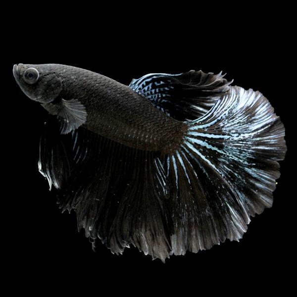 PF_SPQ　熱帯魚・エビ他　ベタ・グラミー・アナバス　改良ベタ　ハーフムーン　Ｂｅｔｔａ　ｓｐｌｅｎｄｅｎｓ　ｖａｒ．　ベタ　kodawari1ten　20260425　CSa　y26m04