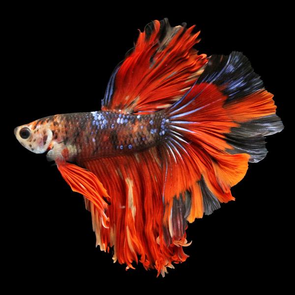 PF_SPQ　熱帯魚・エビ他　ベタ・グラミー・アナバス　改良ベタ　ハーフムーン　Ｂｅｔｔａ　ｓｐｌｅｎｄｅｎｓ　ｖａｒ．　ベタ　kodawari1ten　20260425　CSa　y26m04