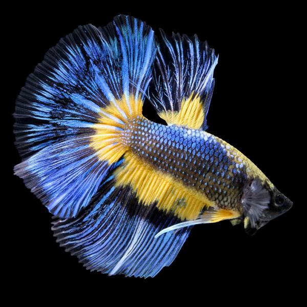 PF_SPQ　熱帯魚・エビ他　ベタ・グラミー・アナバス　改良ベタ　ハーフムーン　Ｂｅｔｔａ　ｓｐｌｅｎｄｅｎｓ　ｖａｒ．　ベタ　kodawari1ten　20260425　CSa　y26m04