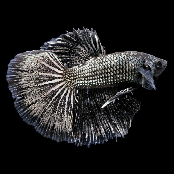 PF_SPQ　熱帯魚・エビ他　ベタ・グラミー・アナバス　改良ベタ　ハーフムーン　Ｂｅｔｔａ　ｓｐｌｅｎｄｅｎｓ　ｖａｒ．　ベタ　kodawari1ten　20260425　CSa　y26m04