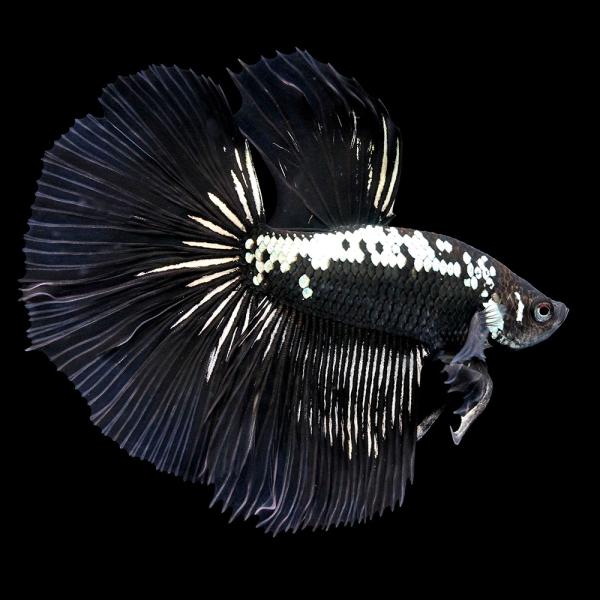 PF_SPQ　熱帯魚・エビ他　ベタ・グラミー・アナバス　改良ベタ　ハーフムーン　Ｂｅｔｔａ　ｓｐｌｅｎｄｅｎｓ　ｖａｒ．　ベタ　kodawari1ten　20260425　CSa　y26m04