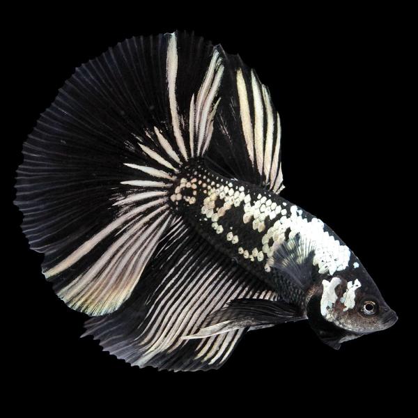 PF_SPQ　熱帯魚・エビ他　ベタ・グラミー・アナバス　改良ベタ　ハーフムーン　Ｂｅｔｔａ　ｓｐｌｅｎｄｅｎｓ　ｖａｒ．　ベタ　kodawari1ten　20260425　CSa　y26m04