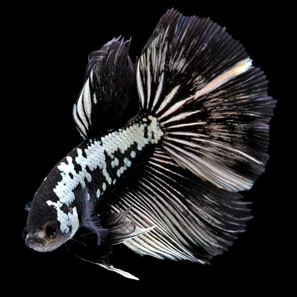 PF_SPQ　熱帯魚・エビ他　ベタ・グラミー・アナバス　改良ベタ　ハーフムーン　Ｂｅｔｔａ　ｓｐｌｅｎｄｅｎｓ　ｖａｒ．　ベタ　kodawari1ten　20260425　CSa　y26m04
