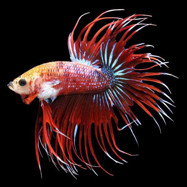メーカー：?■25〜30 PF_SPQ　kodawari1ten　熱帯魚・エビ他　ベタ・グラミー・アナバス　改良ベタ　プラガット　Ｂｅｔｔａ　ｓｐｌｅｎｄｅｎｓ　ｖａｒ．　ベタ　　kodawari1ten　20260425　CSa　y26m04
