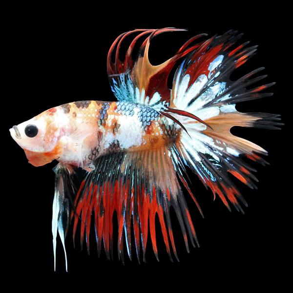 メーカー：?■25〜30 PF_SPQ　kodawari1ten　熱帯魚・エビ他　ベタ・グラミー・アナバス　改良ベタ　プラガット　Ｂｅｔｔａ　ｓｐｌｅｎｄｅｎｓ　ｖａｒ．　ベタ　kodawari1ten　20260425　CSa　y26m04
