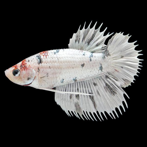 メーカー：?■25〜30 PF_SPQ　kodawari1ten　熱帯魚・エビ他　ベタ・グラミー・アナバス　改良ベタ　プラガット　Ｂｅｔｔａ　ｓｐｌｅｎｄｅｎｓ　ｖａｒ．　ベタ　　kodawari1ten　20260425　CSa　y26m04
