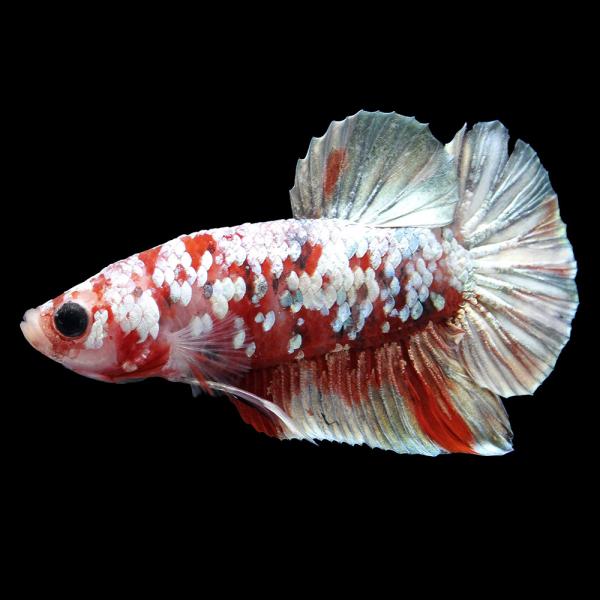 PF_SPQ　熱帯魚・エビ他　ベタ・グラミー・アナバス　改良ベタ　プラガット　Ｂｅｔｔａ　ｓｐｌｅｎｄｅｎｓ　ｖａｒ．　ベタ　　kodawari1ten　20260425　CSa　y26m04
