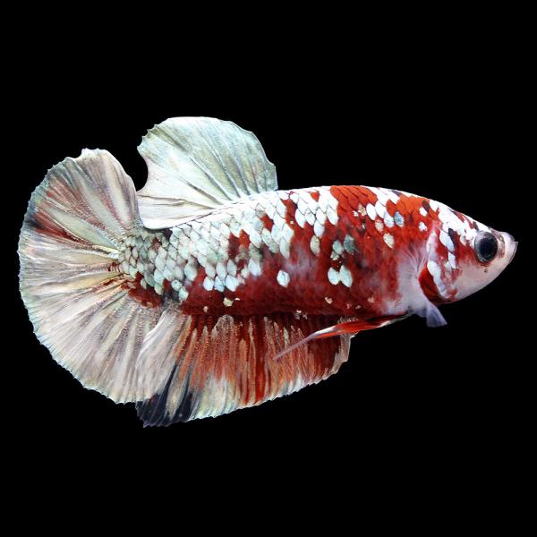 PF_SPQ　熱帯魚・エビ他　ベタ・グラミー・アナバス　改良ベタ　プラガット　Ｂｅｔｔａ　ｓｐｌｅｎｄｅｎｓ　ｖａｒ．　ベタ　　　kodawari1ten　20260425　CSa　y26m04