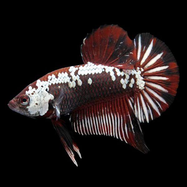 PF_SPQ　熱帯魚・エビ他　ベタ・グラミー・アナバス　改良ベタ　プラガット　Ｂｅｔｔａ　ｓｐｌｅｎｄｅｎｓ　ｖａｒ．　ベタ　kodawari1ten　20260425　CSa　y26m04