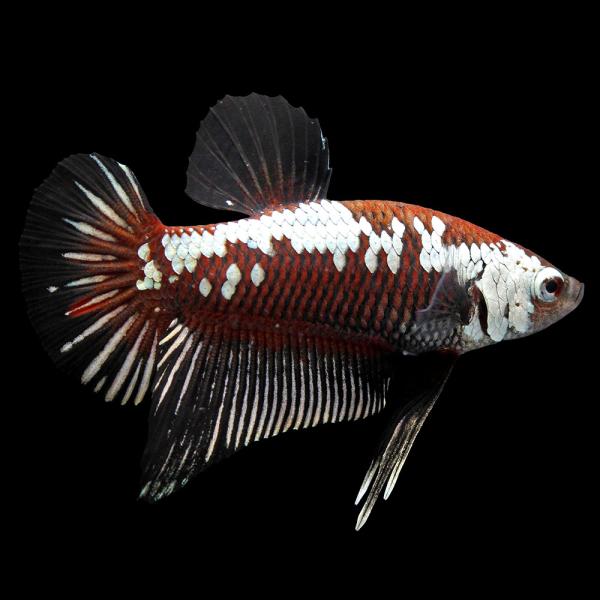 PF_SPQ　熱帯魚・エビ他　ベタ・グラミー・アナバス　改良ベタ　プラガット　Ｂｅｔｔａ　ｓｐｌｅｎｄｅｎｓ　ｖａｒ．　ベタ　kodawari1ten　20260425　CSa　y26m04