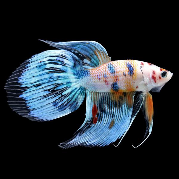 _aqua　sfset　熱帯魚・エビ他　ベタ・グラミー・アナバス　改良ベタ　ベタ　トラディショナル　１匹　Ｂｅｔｔａ　ｓｐｌｅｎｄｅｎｓ　ｖａｒ．　ベタ・グラミー　selectショーベタ　select-betta　cichlid_beta　...