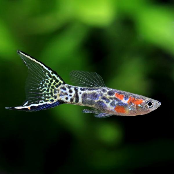 熱帯魚・エビ他　グッピー　系統で選ぶ　１匹　ビギナーにオススメ　外国産　エンドラーズ・グッピー　ブルースタースネークスキン　ブルースター　青　Ｐｏｅｃｉｌｉａ　ｒｅｔｉｃｕｌａｔａ　ｖａｒ．　Ｐｏｅｃｉｌｉａ　ｒｅｔｉｃｕｌａｔａ　×　Ｐｏ...