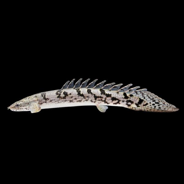 熱帯魚・エビ他　古代・大型魚　１匹　ビギナーにオススメ　ポリプテルスデルヘッジ　ポリプテルスデルヘッツィ　Ｐｏｌｙｐｔｅｒｕｓ　ｄｅｌｈｅｚｉ　ポリプテルス　デルヘジィ　kodawari1ten　一点物　１点物　fish1ten　seita...