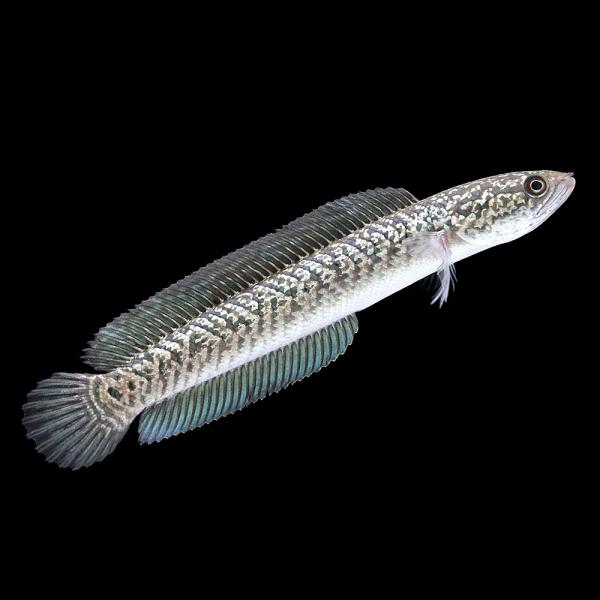 熱帯魚・エビ他　ベタ・グラミー・アナバス　スネークヘッド・他　コウタイ　スターダストダイヤモンド　１匹　Ｃｈａｎｎａ　ａｓｉａｔｉｃａ　七星魚　キャリコスネークヘッド　ベタ・グラミー　その他　kodawari1ten　一点物　１点物　fis...