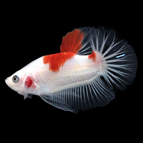 PF_SPQ　熱帯魚・エビ他　ベタ・グラミー・アナバス　改良ベタ　プラガット　Ｂｅｔｔａ　ｓｐｌｅｎｄｅｎｓ　ｖａｒ．　ベタ　kodawari1ten　20260530　YS　y26m05
