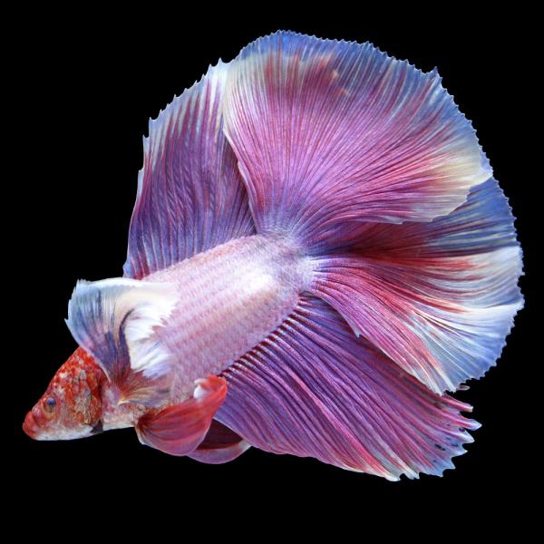 _aqua　sfset　熱帯魚・エビ他　ベタ・グラミー・アナバス　改良ベタ　ベタ・プラガット　１匹　Ｂｅｔｔａ　ｓｐｌｅｎｄｅｎｓ　ｖａｒ．　kodawari1ten　20260530　YS　y26m05