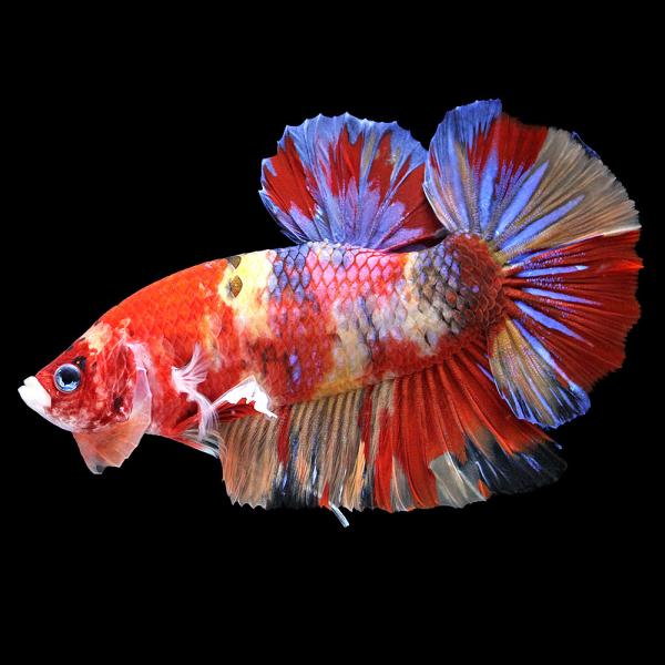 メーカー：?■25〜30 PF_SPQ　熱帯魚・エビ他　ベタ・グラミー・アナバス　改良ベタ　プラガット　Ｂｅｔｔａ　ｓｐｌｅｎｄｅｎｓ　ｖａｒ．　ベタ　kodawari1ten　20260530　YS　y26m05