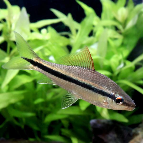 PF_SPQ　_aqua　熱帯魚・エビ他　コイ　ラスボラ等　種類で選ぶ　その他　オステオキルス　フラビカウダ　１匹　fish_database　中型種　Ｏｓｔｅｏｃｈｉｌｕｓ　ｆｌａｖｉｃａｕｄａ　2026817　YY　y26m08