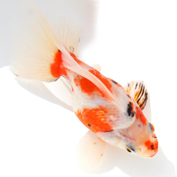 sfset　_aqua　熱帯魚・エビ他　金魚　琉金（生体）　一点物　１点物　琉金　中国産　リュウキン型　特選金魚　catalog_琉金　上物　ショートテール　nittan_kingyo_ryukin　短尾　素赤　更紗　すあか　さらさ　外国産...
