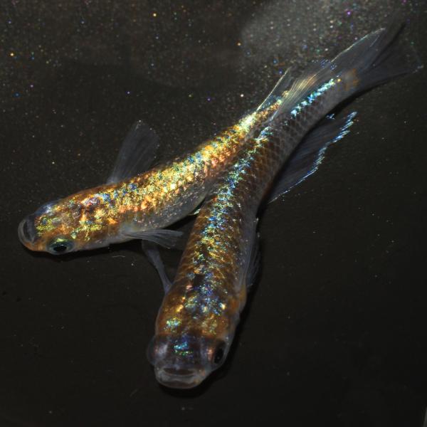 sfset　_aqua　nittan_medaka_youkihi　Ｏｒｙｚｉａｓ　ｌａｔｉｐｅｓ　ｖａｒ．　ビオトープにおすすめの生体　熱帯魚　エビ他　日本産メダカ　改良品種　nittan_medaka_miyuki　20260713　Ｍ...