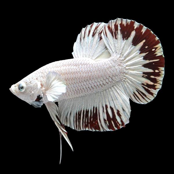 PF_SPQ　熱帯魚・エビ他　ベタ・グラミー・アナバス　改良ベタ　プラガット　Ｂｅｔｔａ　ｓｐｌｅｎｄｅｎｓ　ｖａｒ．　ベタ　kodawari1ten　20260705　YS　y26m07