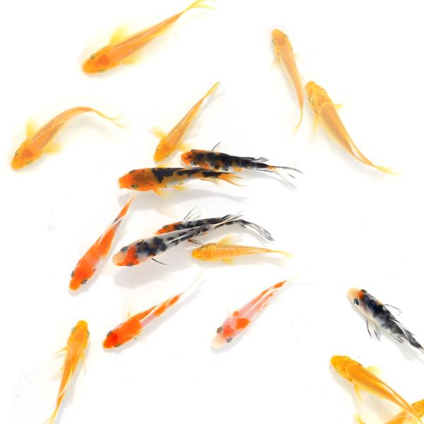 熱帯魚・エビ他　金魚　錦鯉　新潟　茶鯉　銀鱗茶鯉　銀鱗落ち葉しぐれ　ドイツ　紅白　はりわけ　別甲　九紋竜　紅輝黒竜　輝黒竜　翠　銀鱗翠　銀鱗空鯉　孔雀　桜黄金　プラチナ黄金　山吹黄金　緋写り　白写り　金黄写り　変わり鯉　ミックス　お任せ　日...