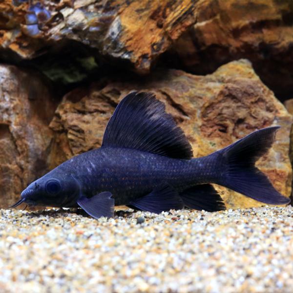PF_SPQ　_aqua　熱帯魚・エビ他　コイ　ラスボラ等　種類で選ぶ　その他　ブラックシャーク　１匹　fish_database　中型種　ビギナーにオススメ　Ｌａｂｅｏ　ｃｈｒｙｓｏｐｈｅｋａｄｉｏｎ　2026817　YY　y26m08