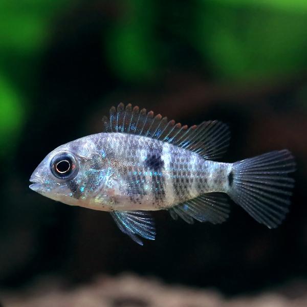 熱帯魚・エビ他　シクリッドアメリカンシクリッド　グリーン・テラー　３匹　fish_database　中南米産　cichlid_beta　_fish　20260716　YY　y26m07　select01fish　weeklytrfish　i...