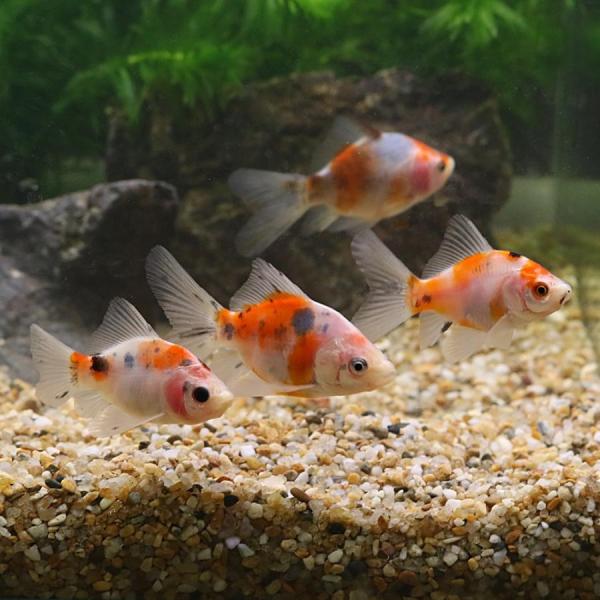 _aqua　金魚・メダカ　熱帯魚・エビ他　可愛い金魚　金魚　和金　生体　金魚すくい用　国産朱文金　赤系金魚　fish_database　catalog_朱文金　淡水生体　kaijyo　キャリコ金魚　y26m07