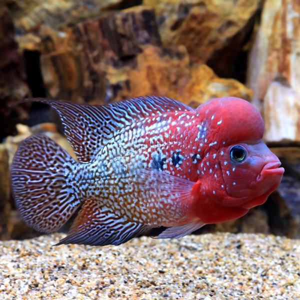 PF_SPQ　_aqua　sfset　熱帯魚・エビ他　シクリッド　種類で選ぶ　フラワーホーン・パロット　１匹　Ｃｉｃｈｌａｓｏｍａ　ｃｉｔｒｉｎｅｌｌｕｍ　ｔｒｉｍａｃｕｌａｔｕｍ　Ａｍｐｈｉｌｏｐｈｕｓ　ｃｉｔｒｉｎｅｌｌｕｓ　ｔｒｉｍａ...