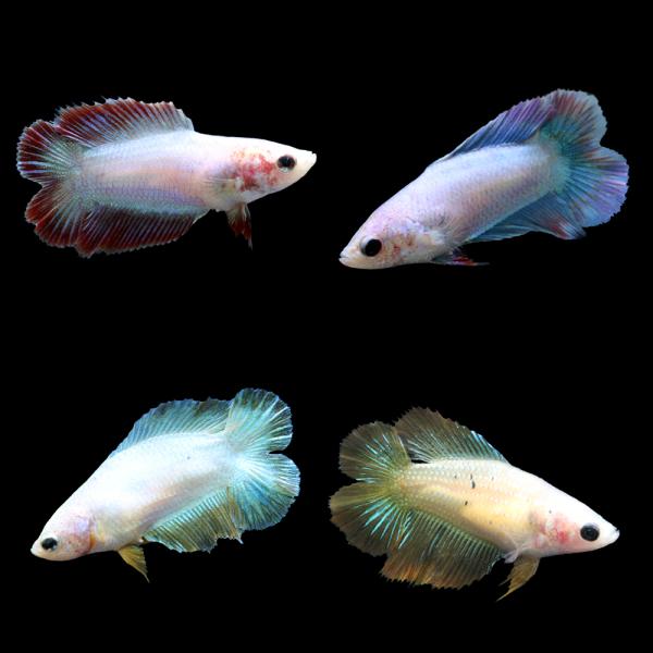 PF_SPQ　_aqua　熱帯魚・エビ他　ベタ・グラミー・アナバス　改良ベタ　トラディショナル　ベタ・トラディショナルダブルテール　色指定なし　メス　１匹　fish_database　Ｂｅｔｔａ　ｓｐｌｅｎｄｅｎｓ　ｖａｒ．　ベタ・グラミー...