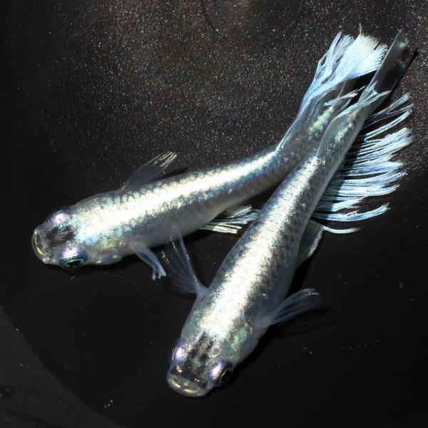 メーカー：?■0〜30 sfset　_aqua　Ｏｒｙｚｉａｓ　ｌａｔｉｐｅｓ　ｖａｒ．　ビオトープにおすすめの生体　熱帯魚　エビ他　日本産メダカ　改良品種　幹之メダカ　マリアージュ　キッシング　グアニン　垂水　ワイドフィン　2026081...