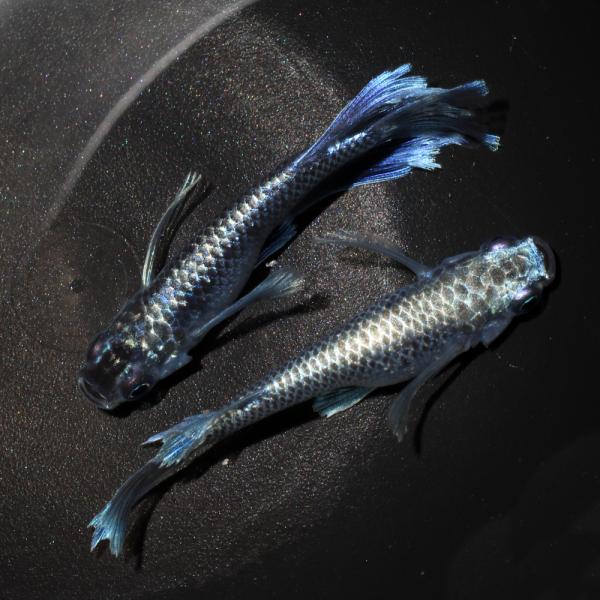 メーカー：?■0〜30 sfset　_aqua　Ｏｒｙｚｉａｓ　ｌａｔｉｐｅｓ　ｖａｒ．　ビオトープにおすすめの生体　熱帯魚　エビ他　日本産メダカ　改良品種　幹之メダカ　マリアージュ　キッシング　グアニン　垂水　ワイドフィン　フロマージュ　...