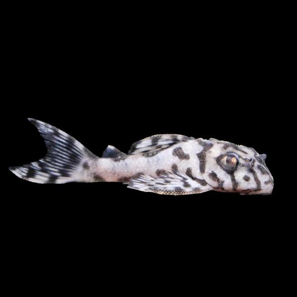 PF_SPQ　sfset　_aqua　fish_database　熱帯魚・エビ他　プレコ　タイガー・ペコルティア系　メガクラウンペコルティア　ニューメガクラウン　メガクラウンプレコ　メガクラウンゼブラプレコ　ブリード　１匹　Ｌ２３６　Ｌ２８...