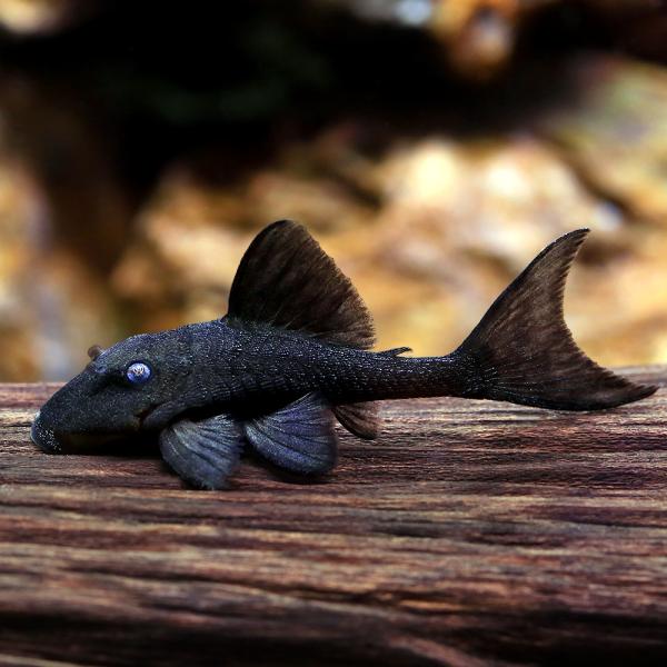 PF_SPQ　sfset　_aqua　fish_database　熱帯魚・エビ他　プレコ　種類で選ぶ　ロイヤル・パナクエ系　ブルーアイプレコ　１匹　ノーナンバー　Ｐａｎａｑｕｅ　ｃｏｃｈｌｉｏｄｏｎ　ＹＫ　20260825　ｙ26ｍ08