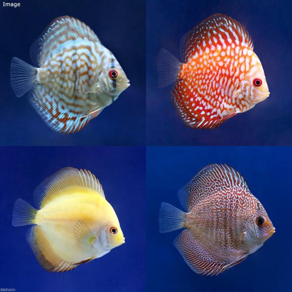 _aqua　熱帯魚・エビ他　エンゼル・ディスカス　ディスカス　改良品種系　Ｓサイズ　１匹　シムフィソドン　インドネシアブリード　sｙｍｐｈｙsｏｄｏｎ　ａｅｑｕｉｆａsｃｉａｔａ　ビギナーにオススメ　20260824　AH　ｙ26ｍ08