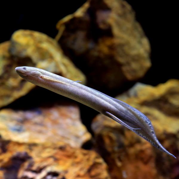 PF_SPQ　_aqua　sfset　古代魚・大型魚（その他）　fish_database　熱帯魚・エビ他　古代・大型魚　プロトプテルス・エチオピクス　エチオピクス　１匹　Ｐｒｏｔｏｐｔｅｒｕｓ　aｅｔｈｉｏｐｉｃｕｓ　肺魚　ハイギョ　アフ...
